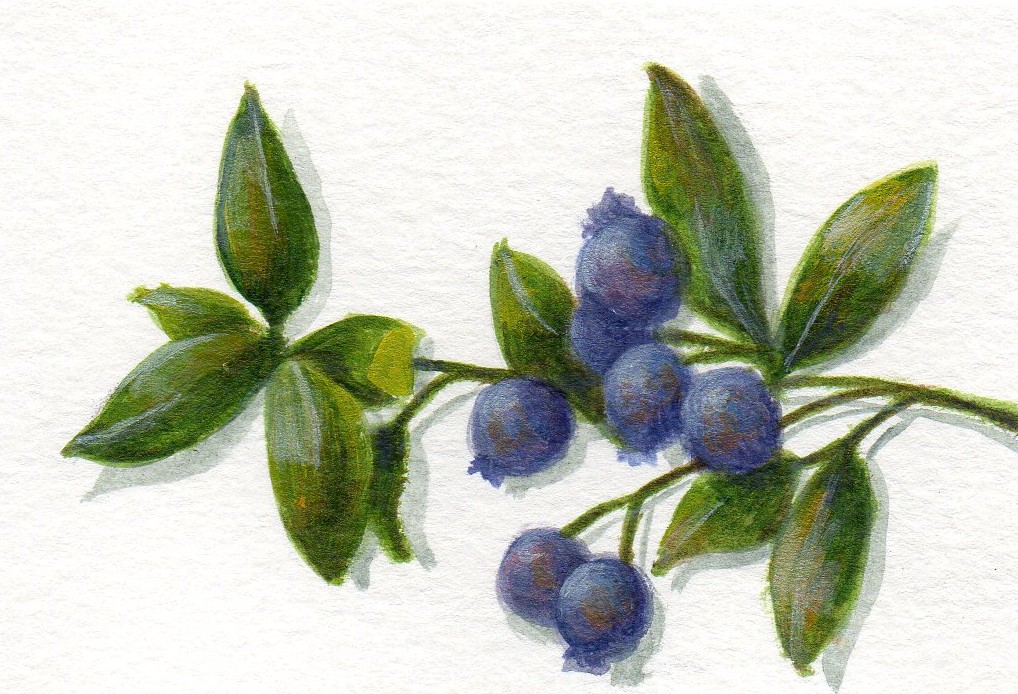Debbie Shirley Art: Day 17 - Two Small Blueberry Paintings