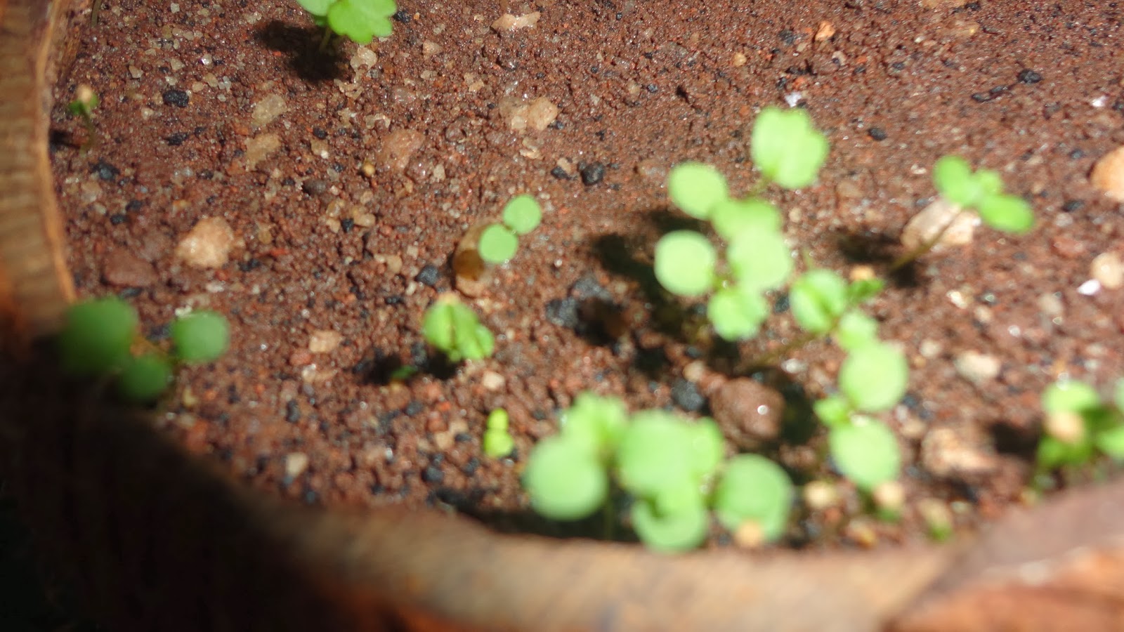 verde e tudo: COMO PLANTAR SEMENTES DE MORANGO