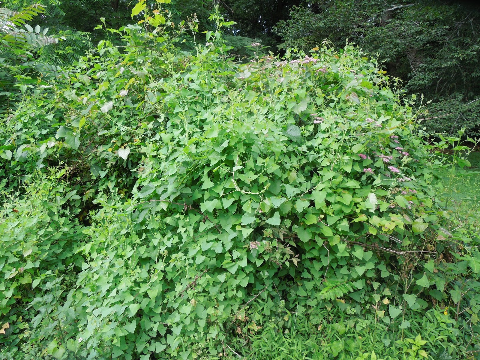 Franklin County (PA) Gardeners: Weeds, Part 3 Mile-a-Minute Vine