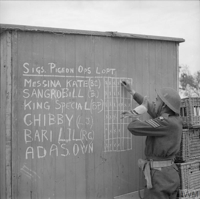 World War 2 History and the WW2 Pigeons: World War II Pigeons, Imperial ...