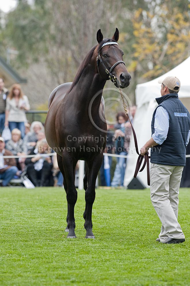 The Darley Stallion Parade 2011