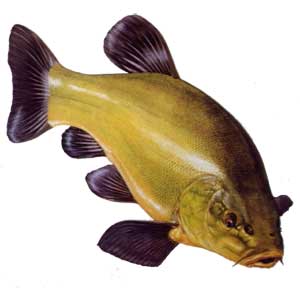 Total Fishing Blog: Fishing For Tench