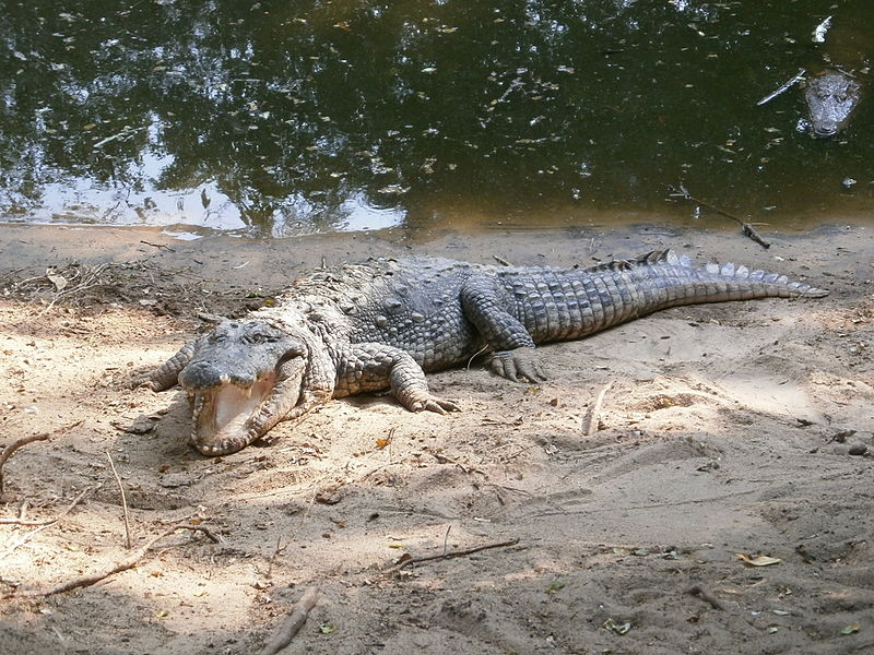 Tamilnadu Tourism: Madras Crocodile Bank