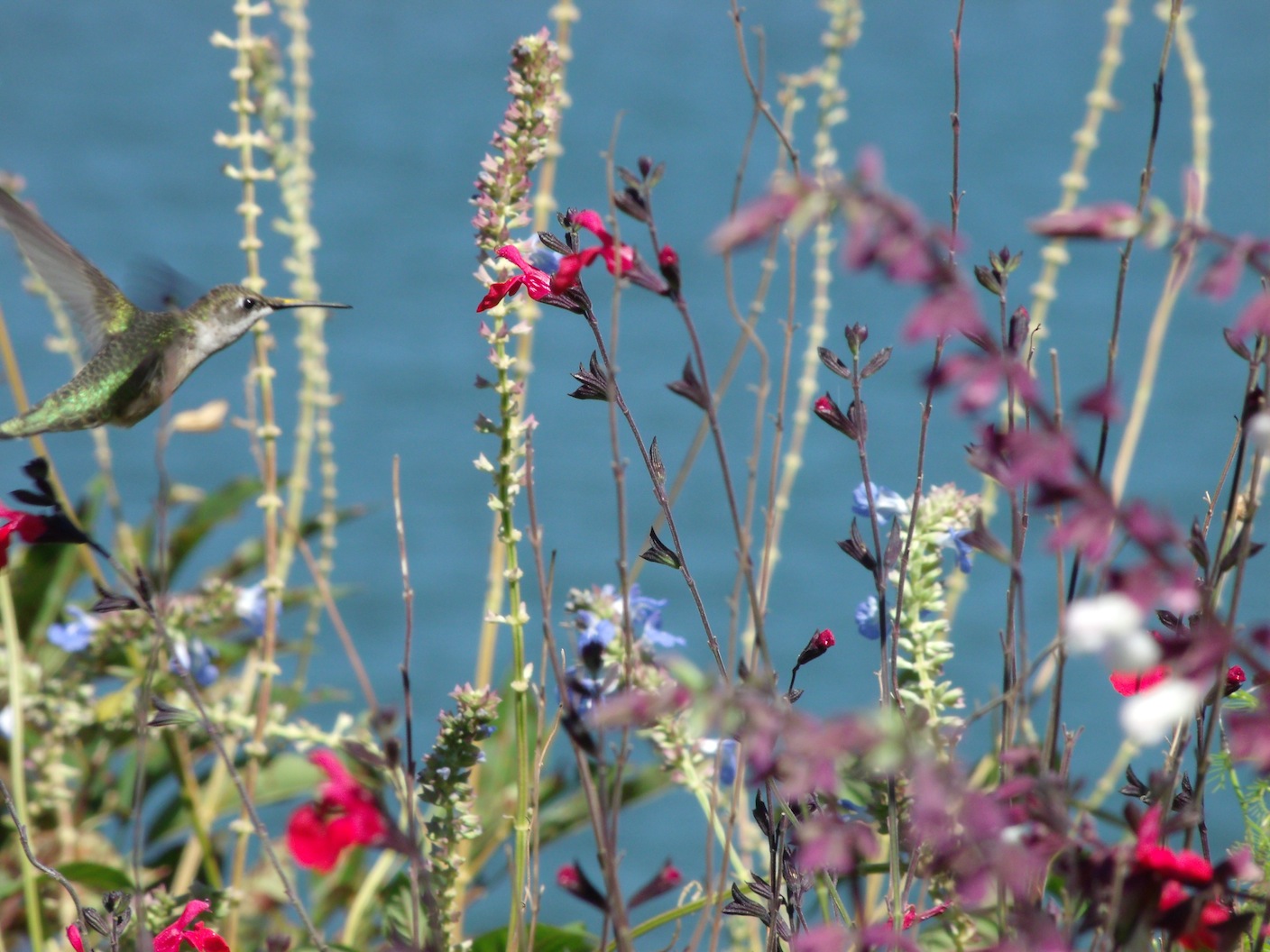 The Baiting Hollow Hummingbird Sanctuary: Where to Get Hummingbird Plants