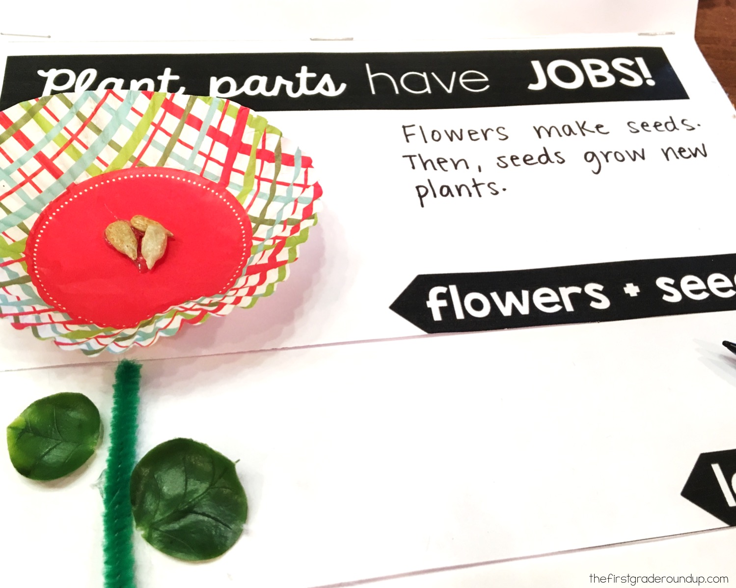 Organisms 1st grade science activities with plants and animals - The ...