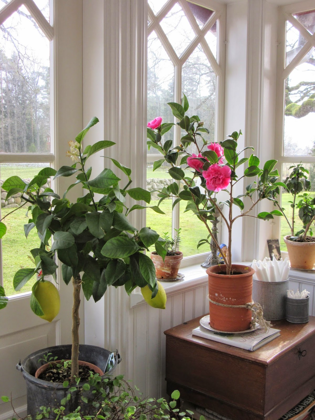 Fållorna: En solig februaridag