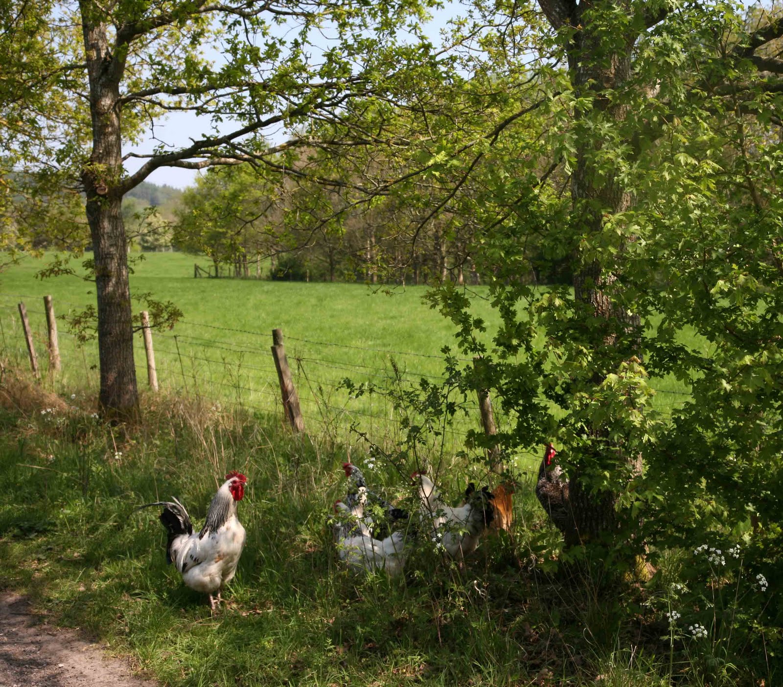 A Year in the Life of Pythouse Walled Garden: May 2011