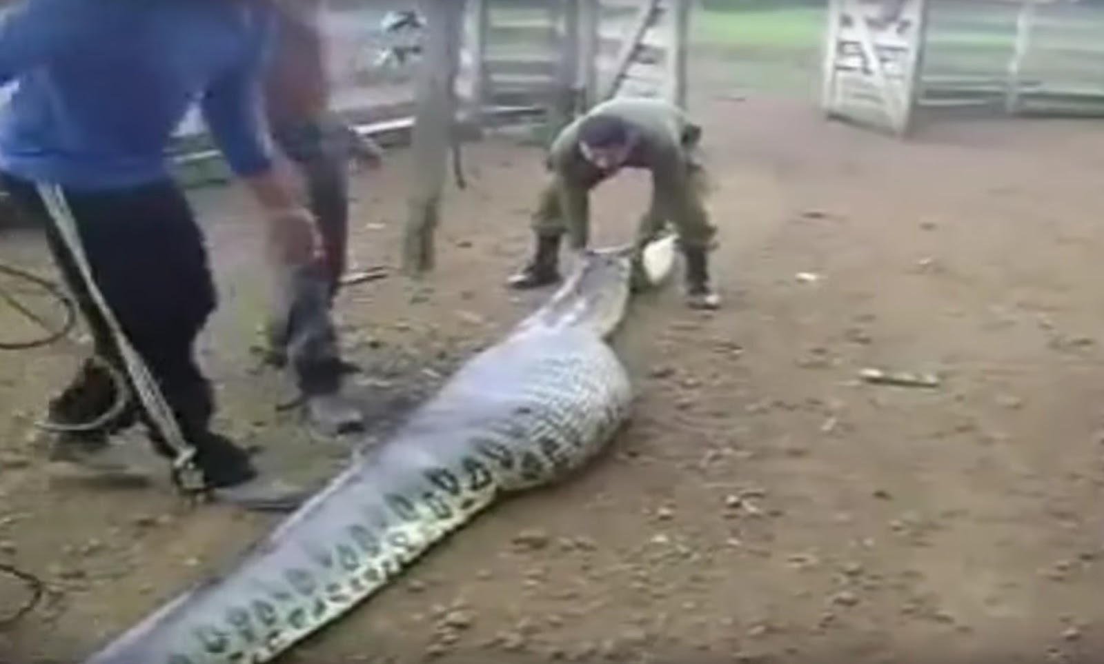 .: They Thought The Giant Snake Ate A Calf, But When They Cut It Open ...