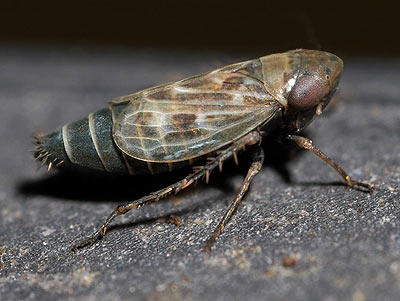 Variety of Life: Deltocephalini