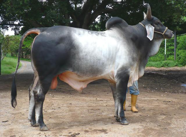 DOBLE PROPOSITO ~ veterinario danid