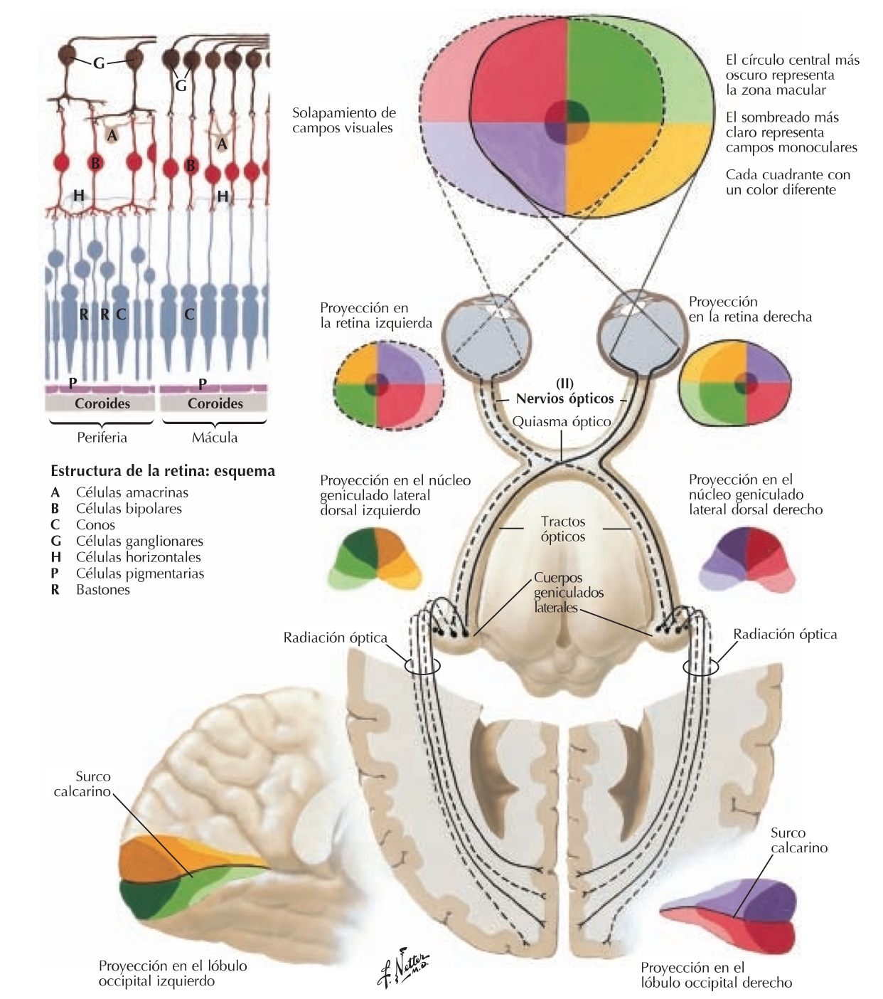 Vía Visual: Vía Visual
