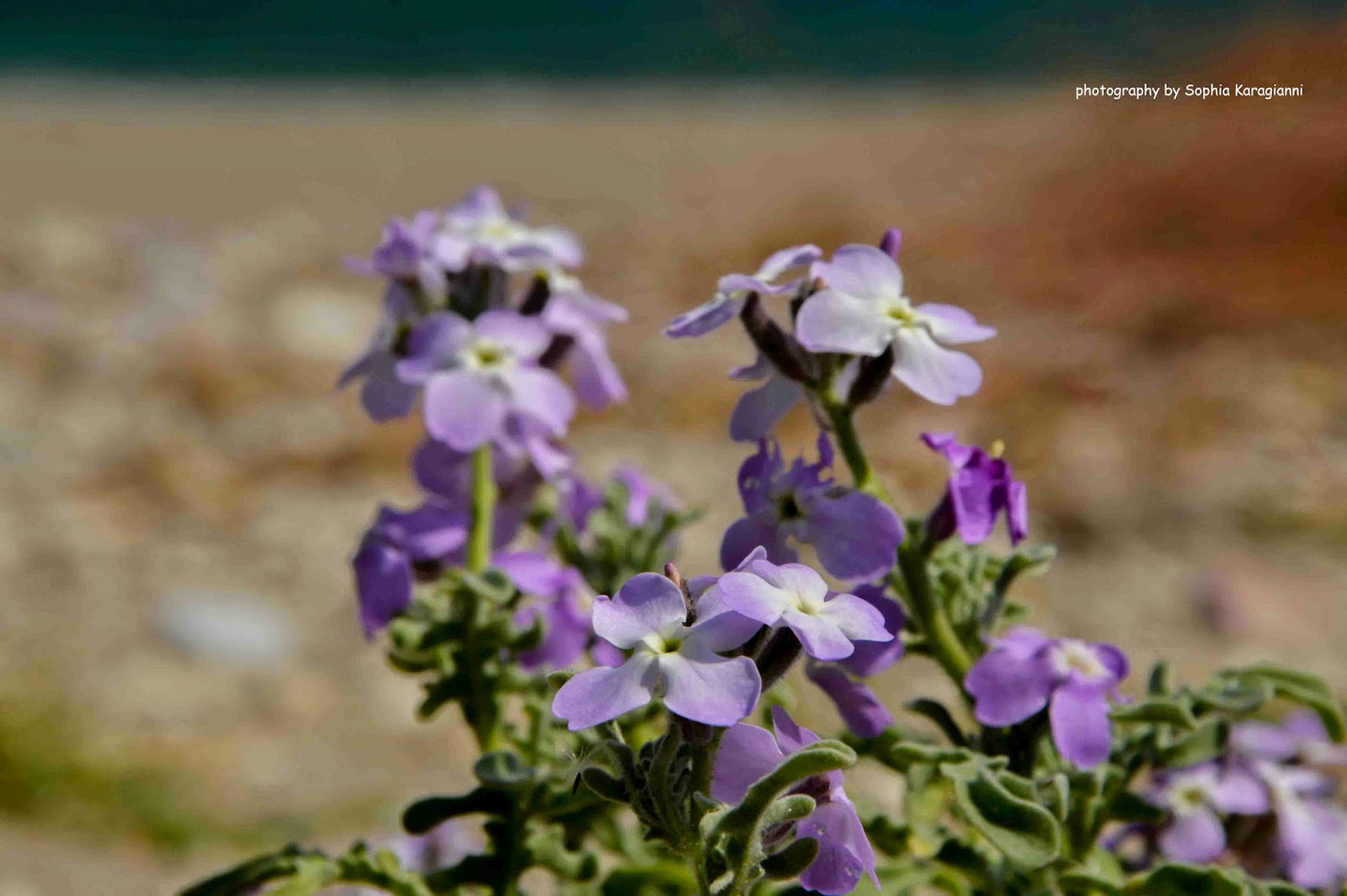 Kos and the Dodecanese through my eyes-Η Κως και τα γύρω νησιά μέσα από ...