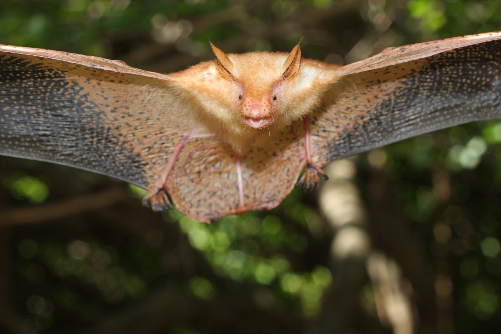 Species New to Science: [Mammalogy • 2019] Genetic Variation and ...