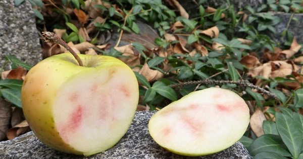 Surprise * - Adam's Apples