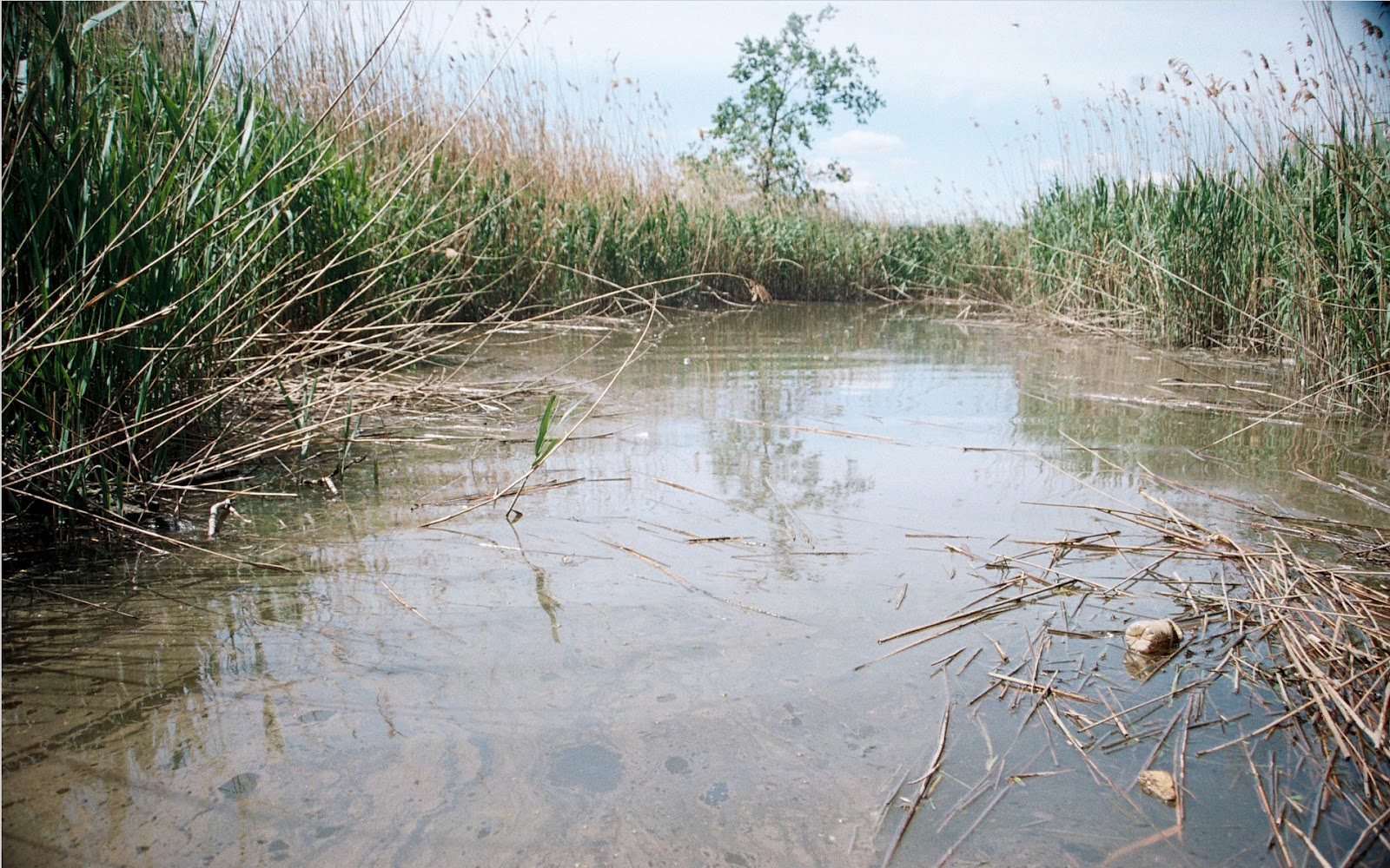Five Miles From Times Square: Bad Water 1