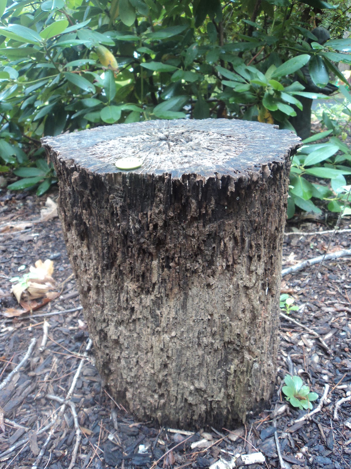 A.P. Biology Project - Julia Updike: 16. Heartwood