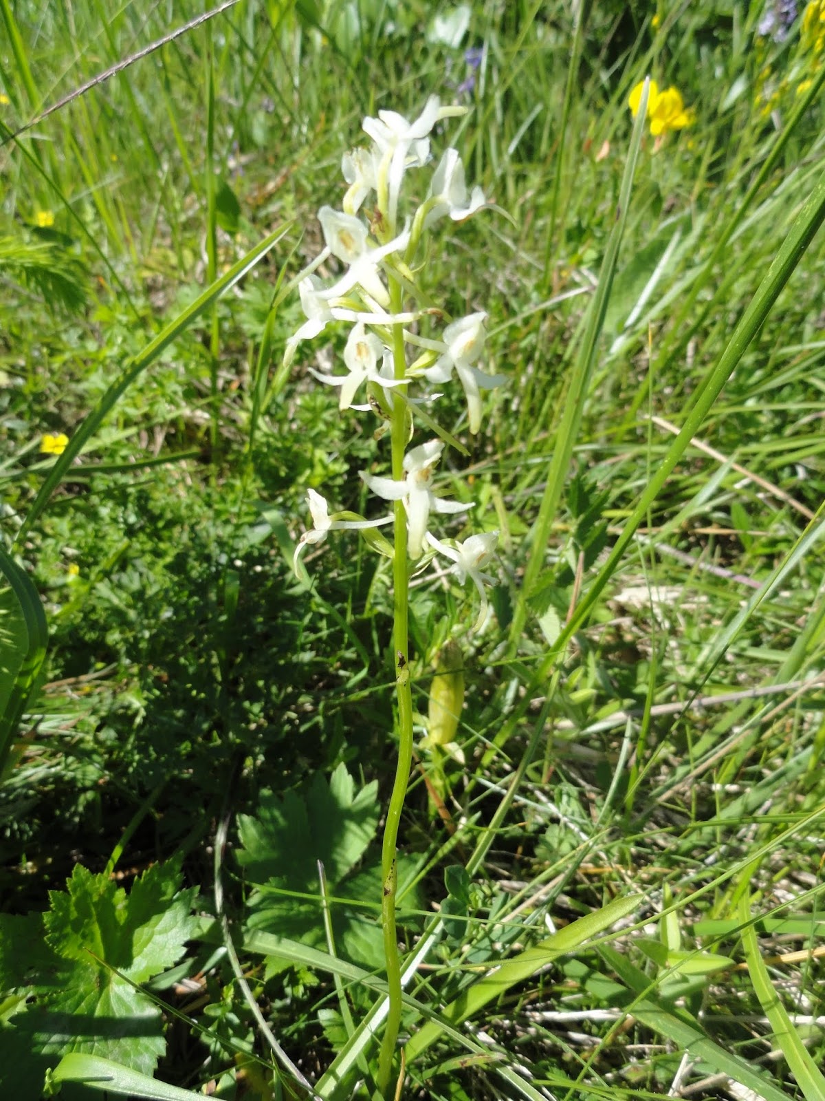 Frumusetile naturii: Stupiniţă (Platanthera bifolia)