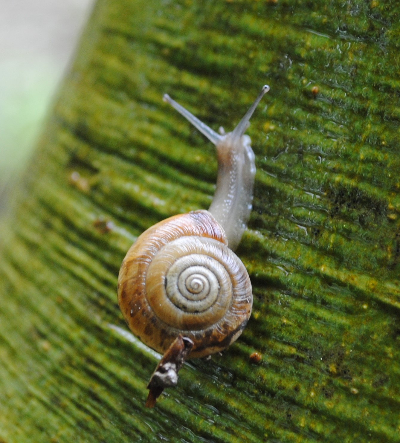 Bug Mad Girl: Roman snails and white helleborines