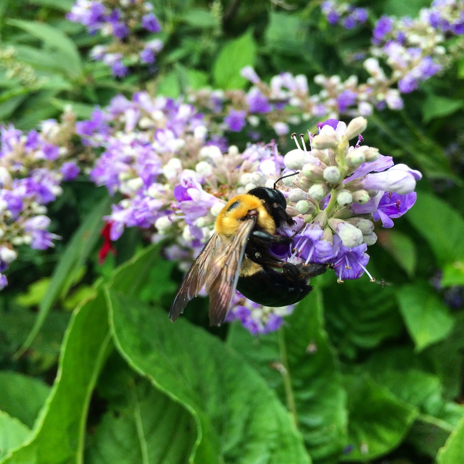 Morris Arboretum: Beneficial Bees: How to Help Our Essential Pollinators