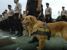 Militerania: Peran dan Sejarah Anjing Pelacak Dalam Dunia Militer