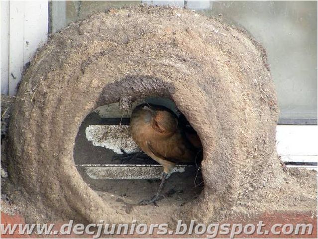 Cosas para compartir: El Hornero: construyendo su nido