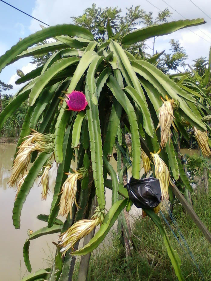 buah naga merah kalimantan | ANEKA BIBIT