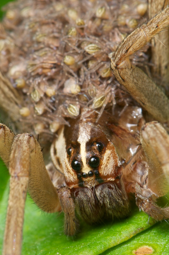 Happy Halloween! | the pace of nature