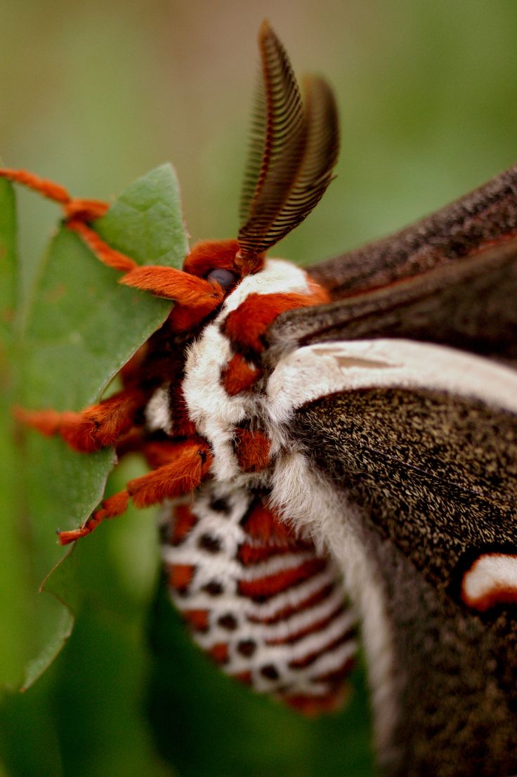 VENEZUELAN POODLE MOTH photos - wallpapers (ανανεωμένο) | the fun bank