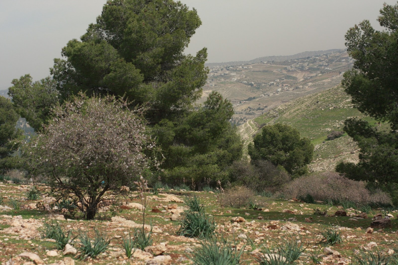 Walking by Faith: An Arab Picnic in the Scandinavian Forest