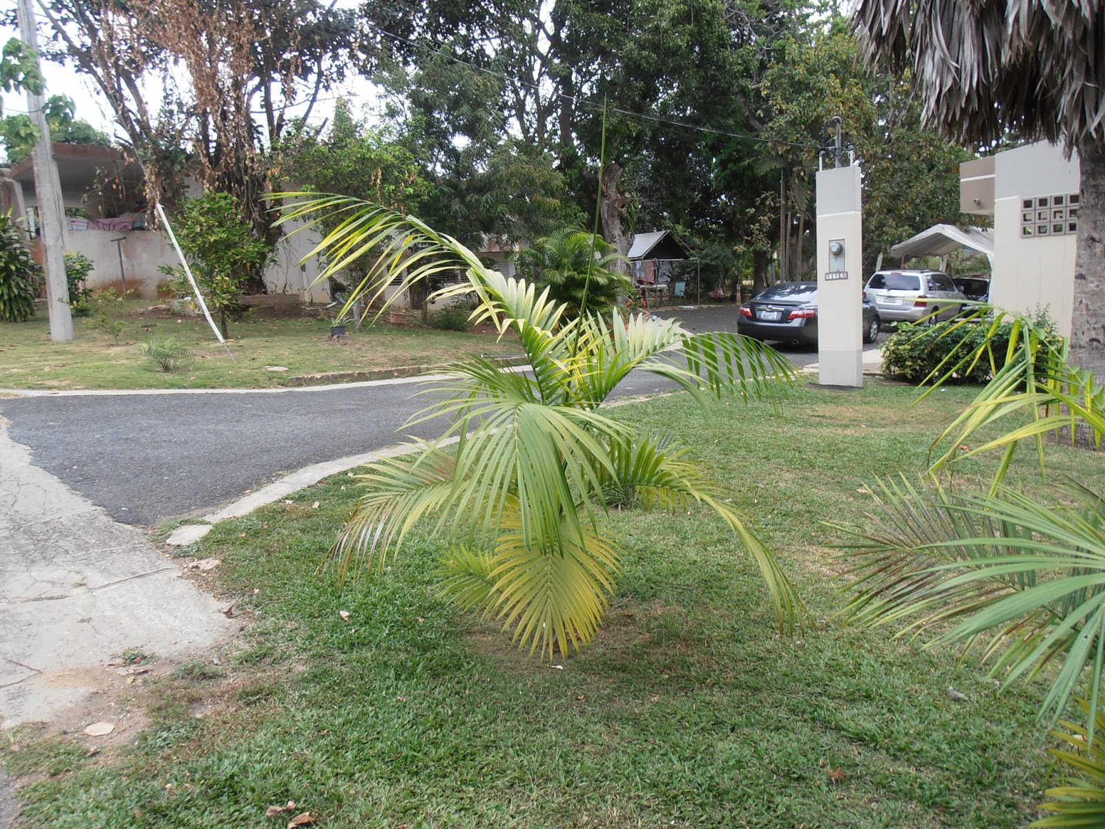Flora de Puerto Rico Ilustrada Papo Vives: ARECACEAE Euterpe oleracea ...