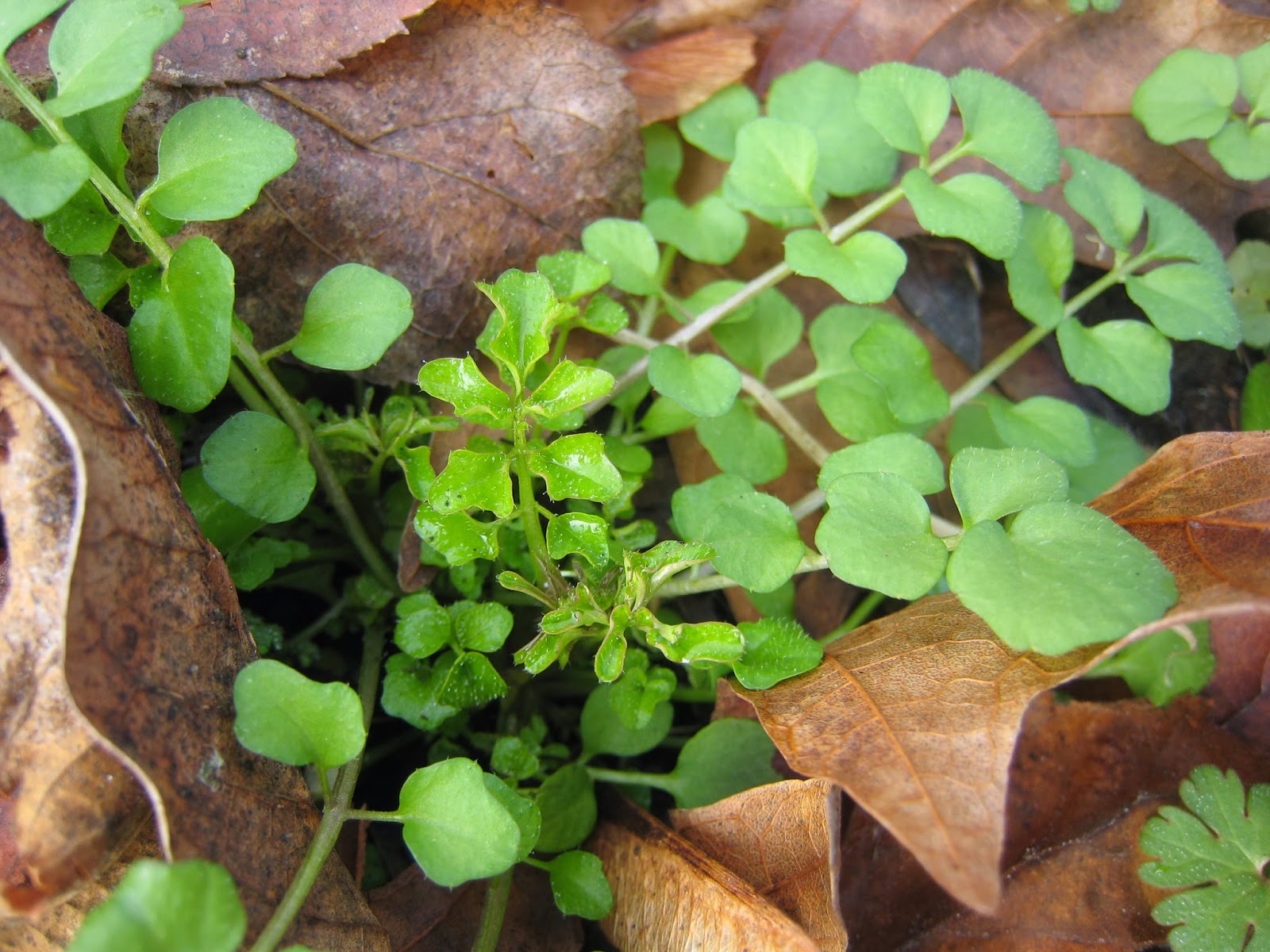 Dreaming A Beautiful World: Peppergrass - Cardamine spp.