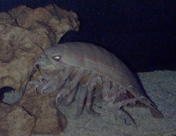 Horrifying Tuesday : Giant Isopod | Skyakes