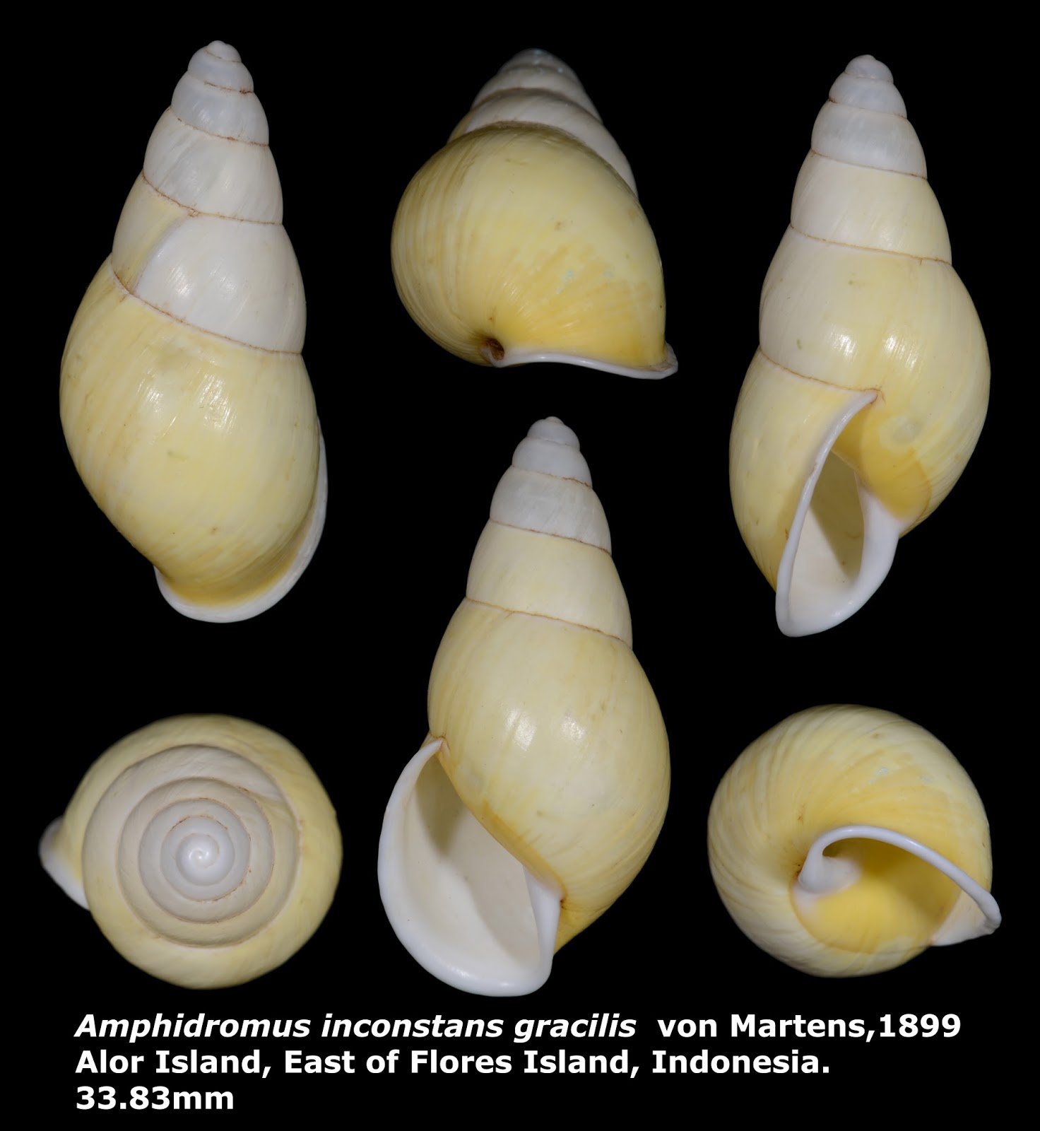 Dr. Lee's Gallery Museum: Amphidromus inconstans gracilis 33.49 to 34.15mm