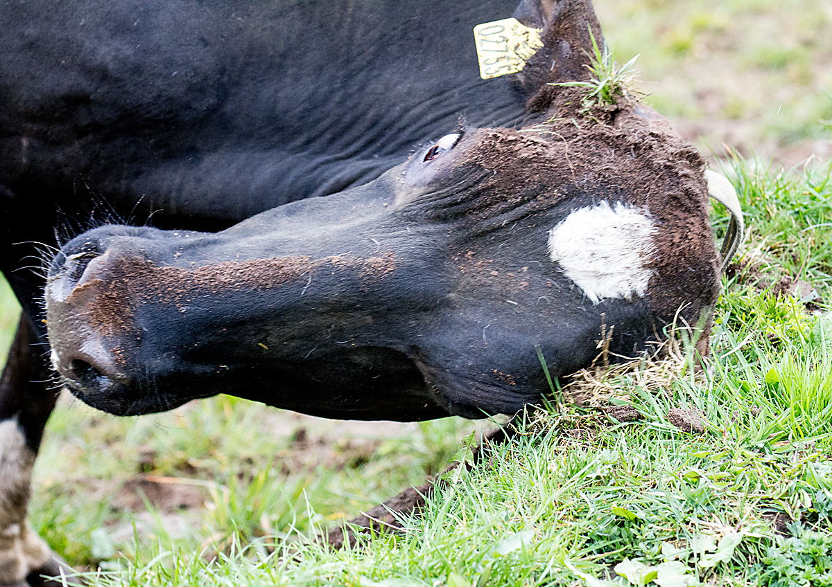 Fra Limfjordens bredder...: Store kodag