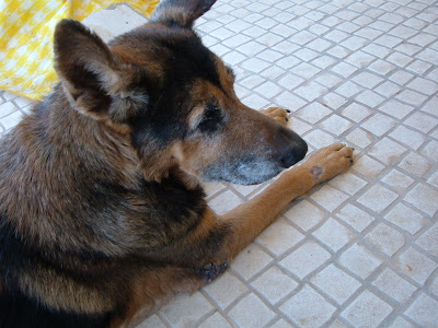 Um dia magnífico em Santa Cruz, em casa da Magda & Michael | Cova do Urso