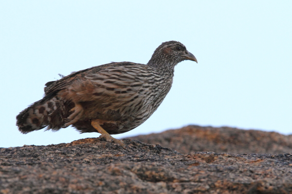 Rockjumper - Worldwide Birding Adventures: Namibia’s 15 key birds by ...