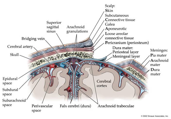 yuan's !nk: PART 1 brain varcularisation and ventricular system ...