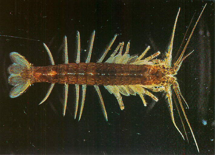 NeuroDojo: June 2016