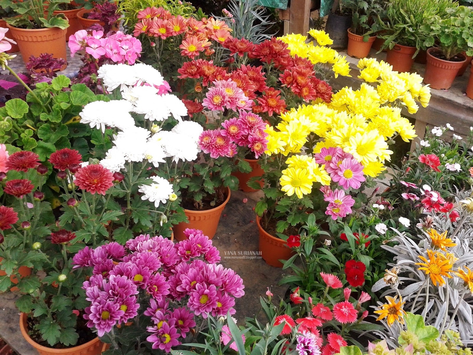 Beli Bunga dan Sayur di Kundasang, Sabah - yana ssurianah blog