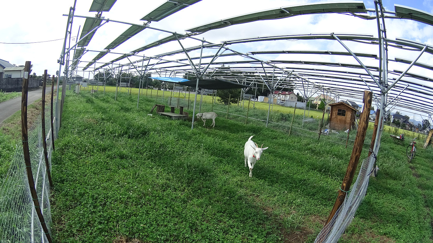 Solar Sharing - Solar panels, chickens and goats in Tsukuba, Japan ...