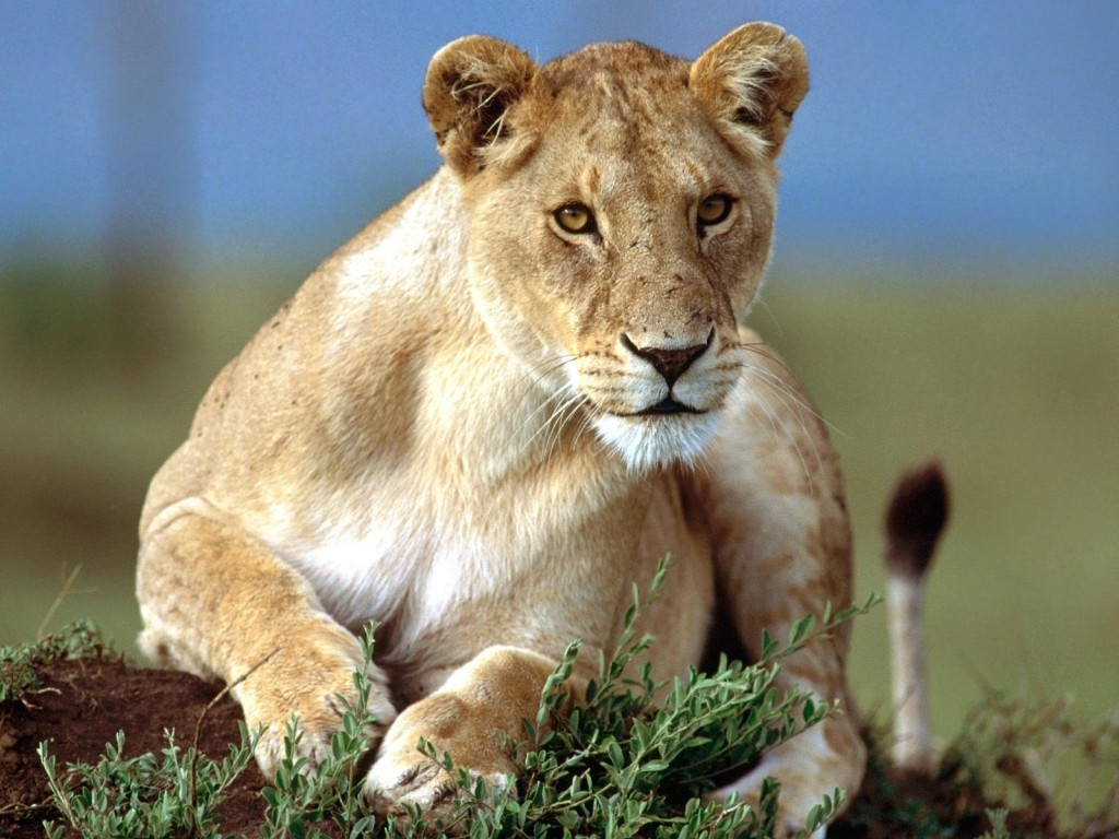 IMAGENES DE LEONES: IMAGEN LEONA OBSERVANDO A LA PRESA