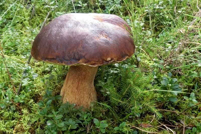 Femfemman: augusti 2014