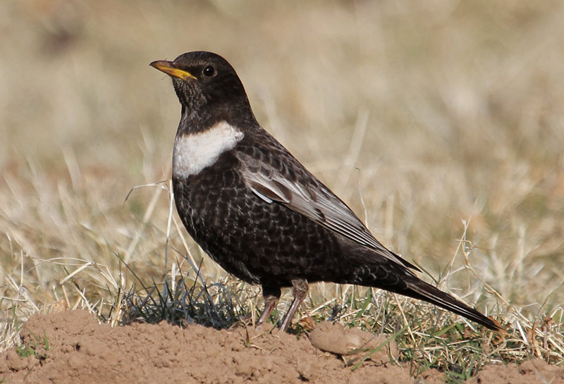 Cream Tea Birding: Ring Ouzel