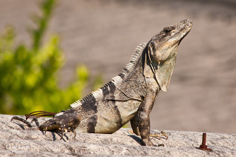 ¿Quién es el Tolok?