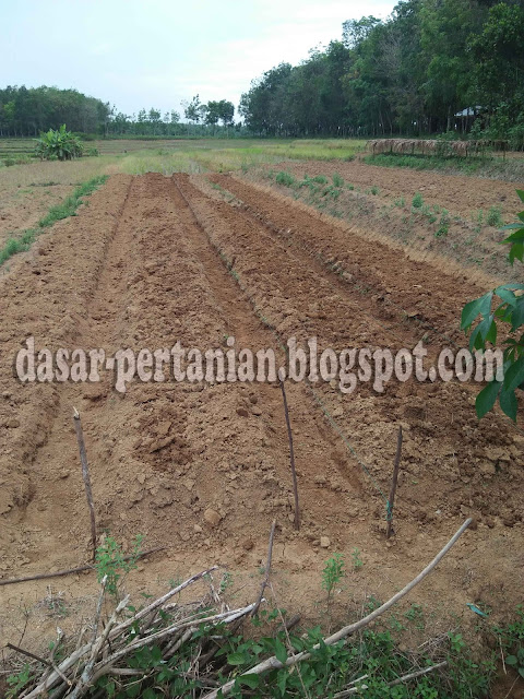 Pentingnya Memperlihatkan Tali Dalam Menciptakan Bedengan