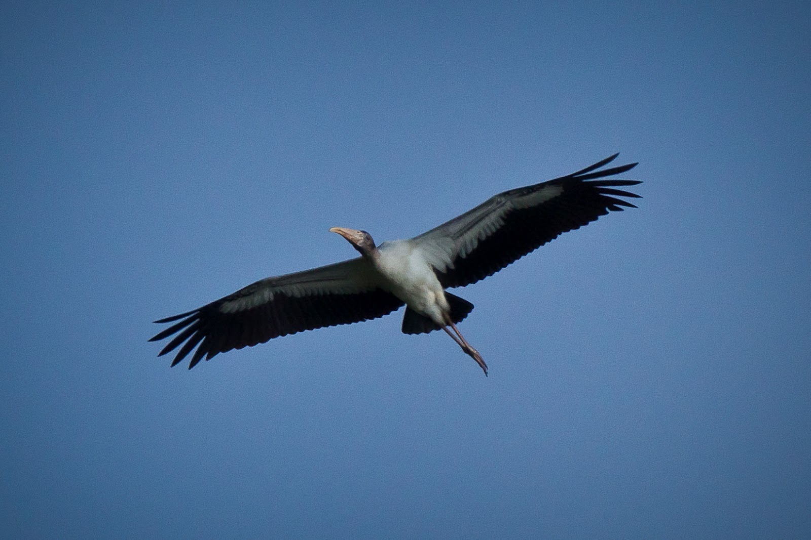 Feather Tailed Stories: Wood Stork