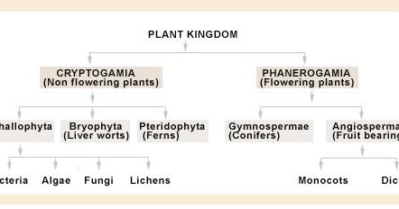 Kingdom Plantae Divisions