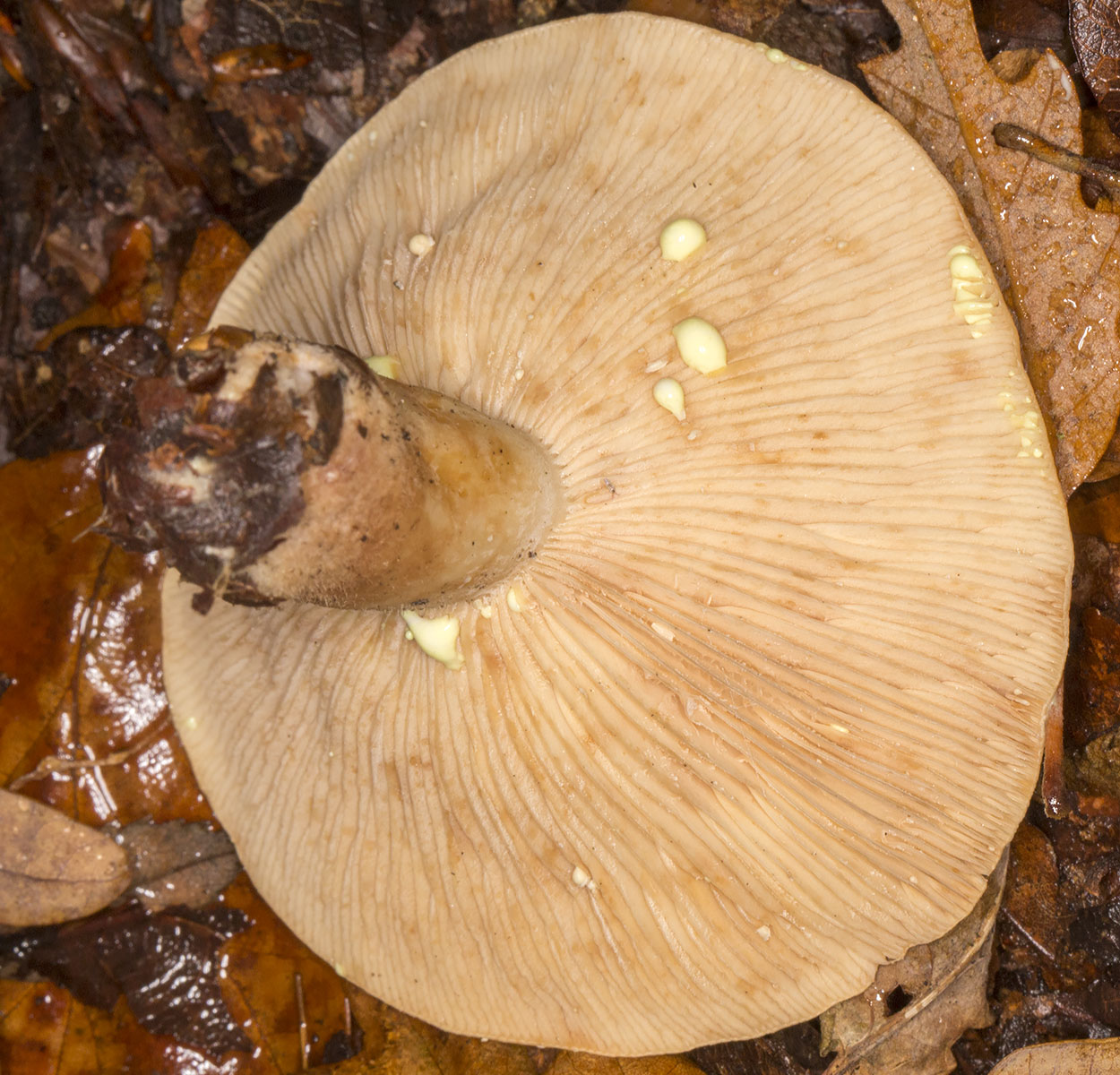 Lactarius species at Keston | Naturally