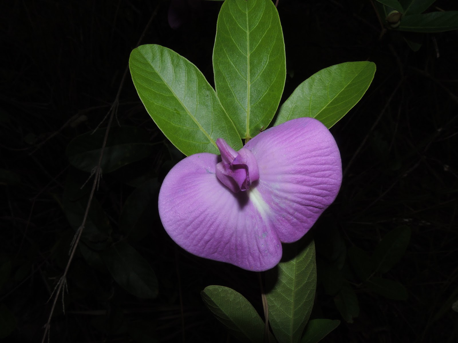 Fabaceae - Leguminosae: Fabaceae - Centrosema bracteosum Benth.