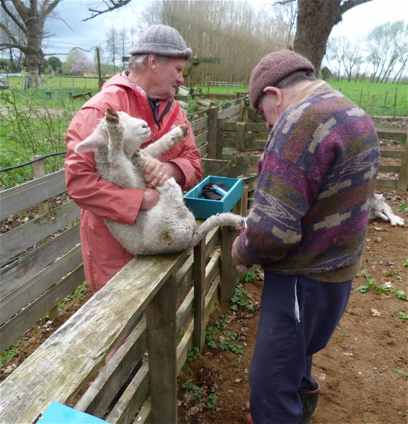 Woolshed 1: Sheep husbandry - docking lambs' tails